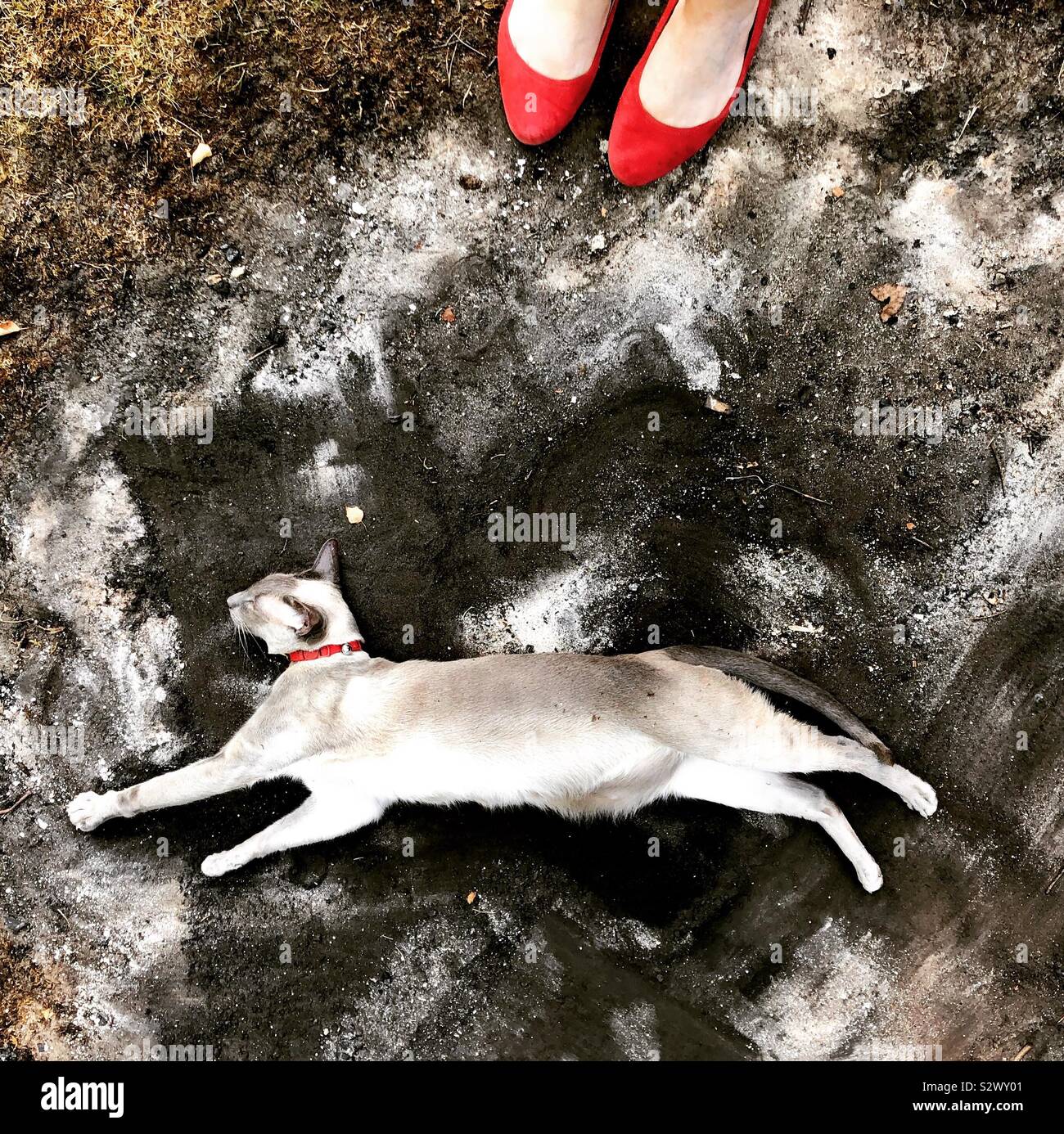 Dust cat hi-res stock photography and images - Alamy