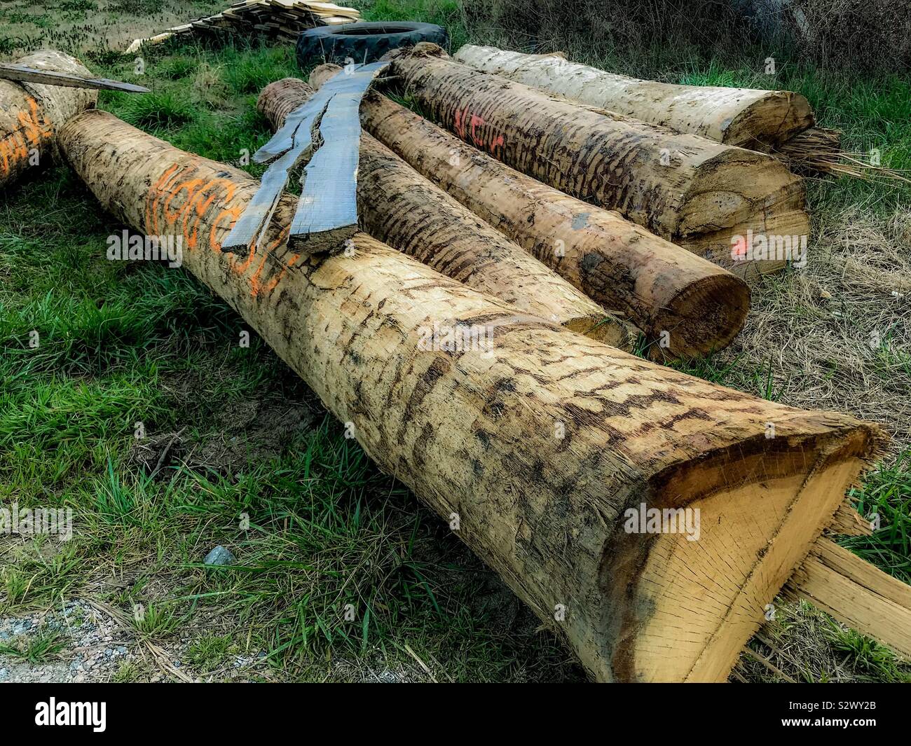 Culled hi-res stock photography and images - Alamy