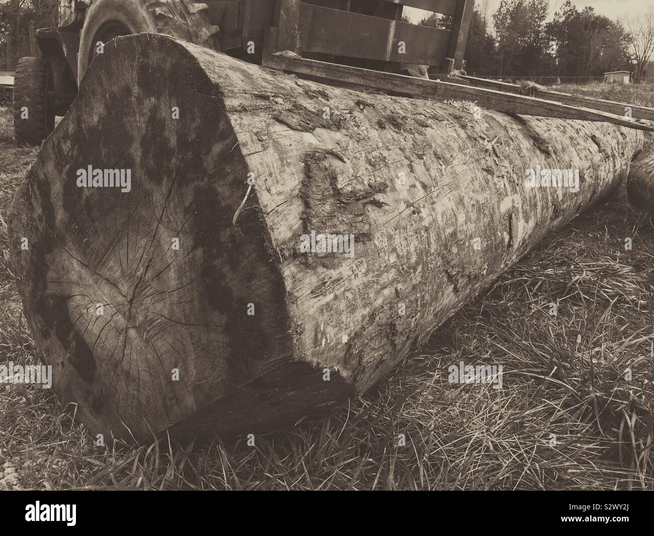 Monochromatic photo of culled log from sawmill Stock Photo - Alamy