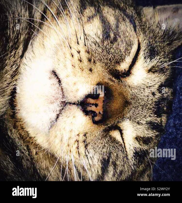 Sleeping cat face Stock Photo - Alamy