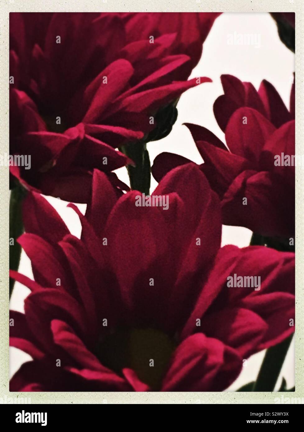 Dark maroon colour hi-res stock photography and images - Alamy