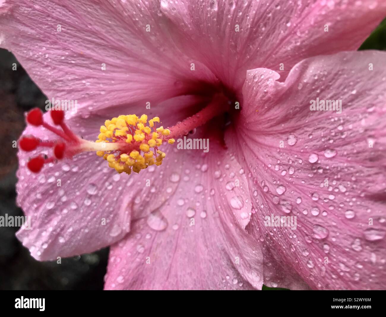 Pink hibiscus flower with dew on petals, in Kauai, Hawaii. Closeup ...