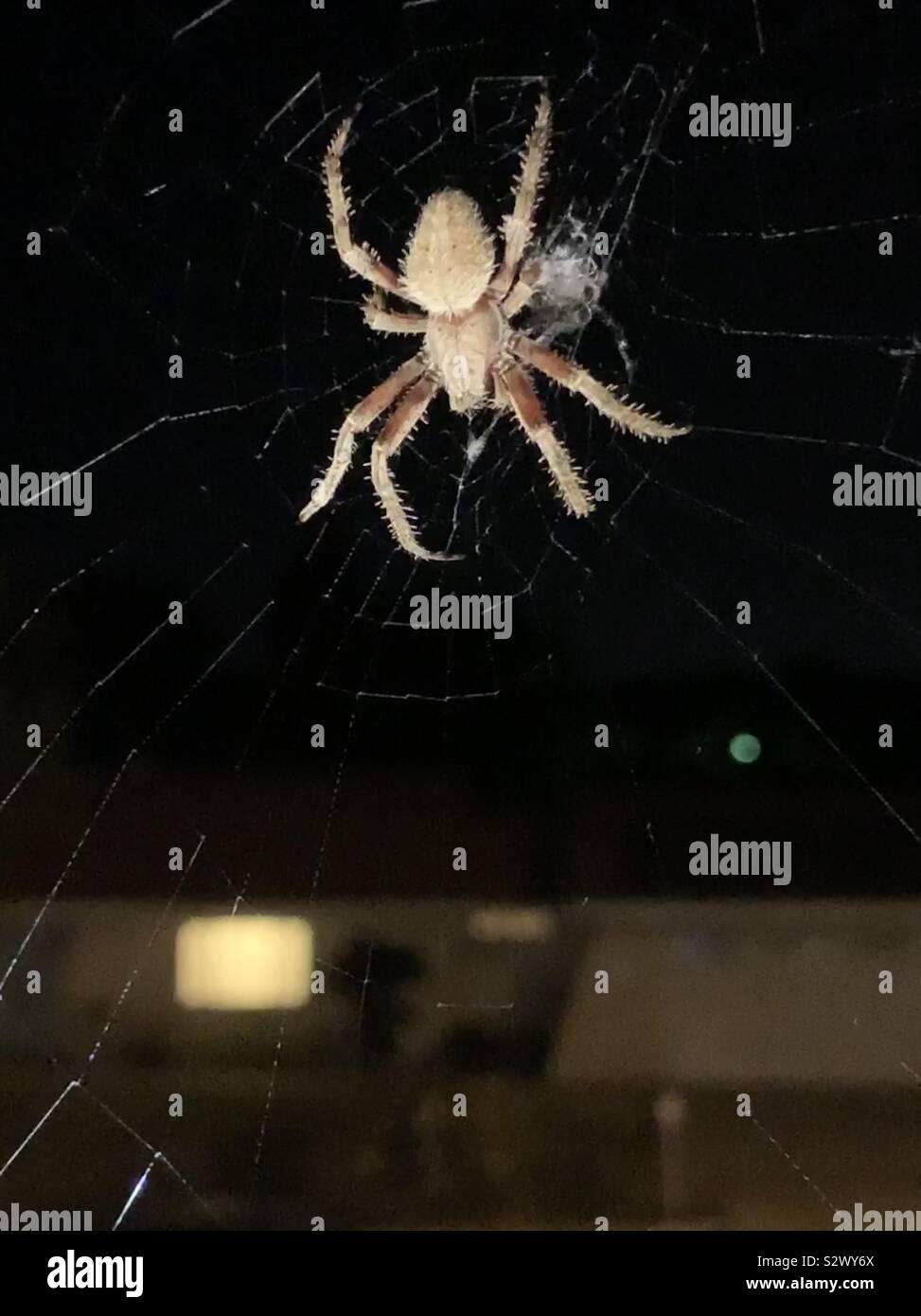 A spider captures prey in its suburban web after dark Stock Photo - Alamy
