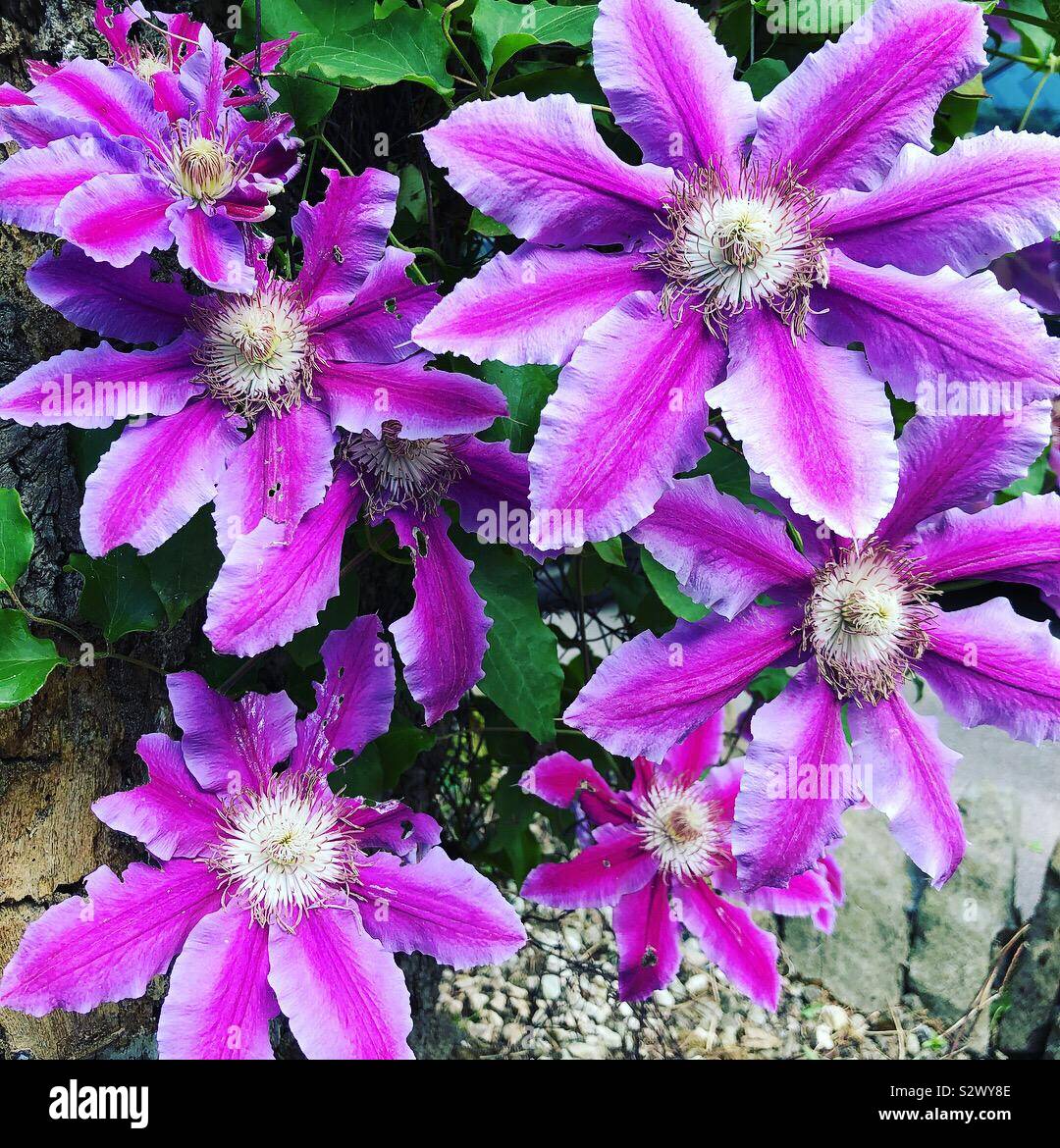 Clematis flower bloom hi-res stock photography and images - Alamy