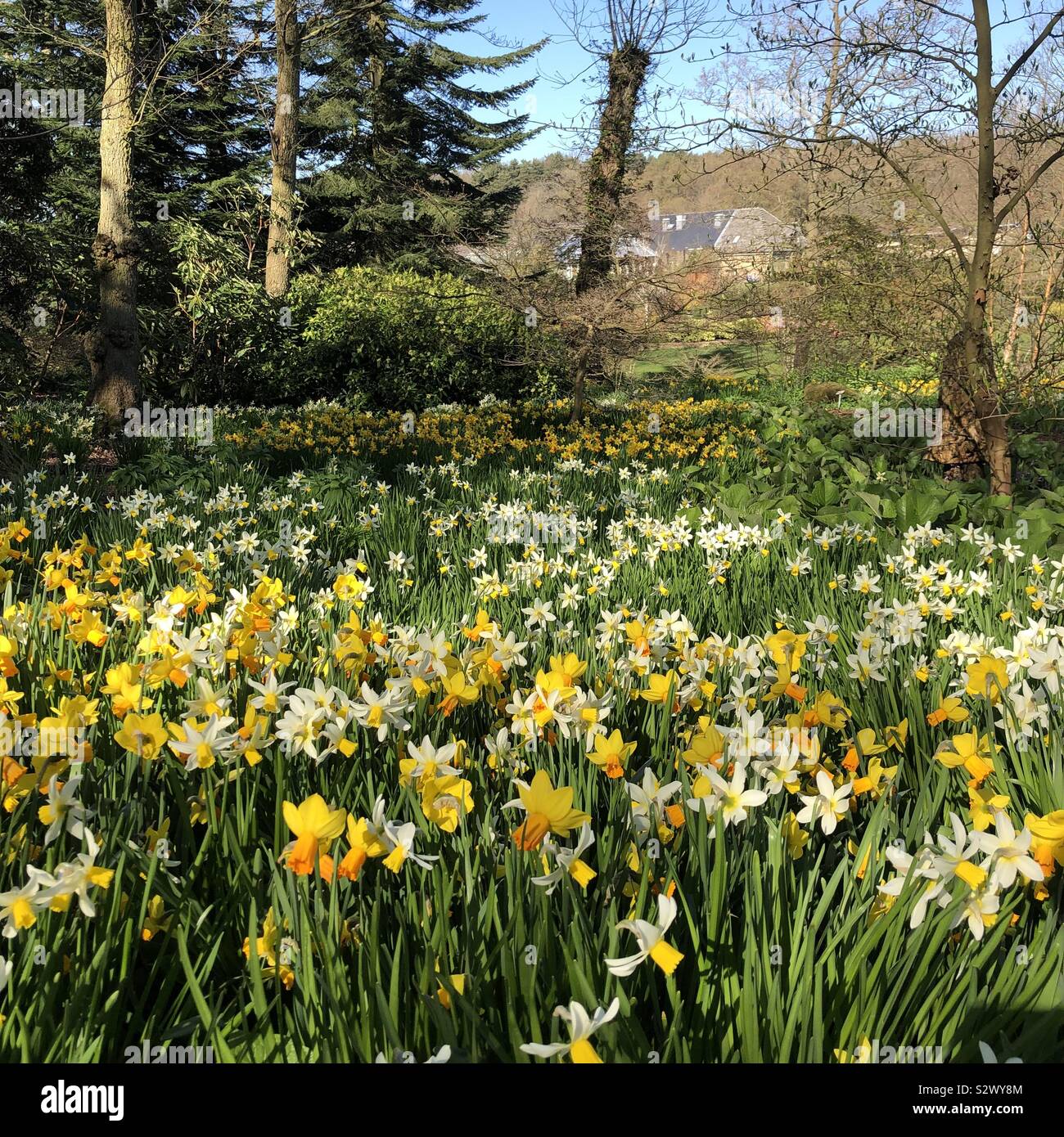 Daffodil field bloom hi-res stock photography and images - Alamy