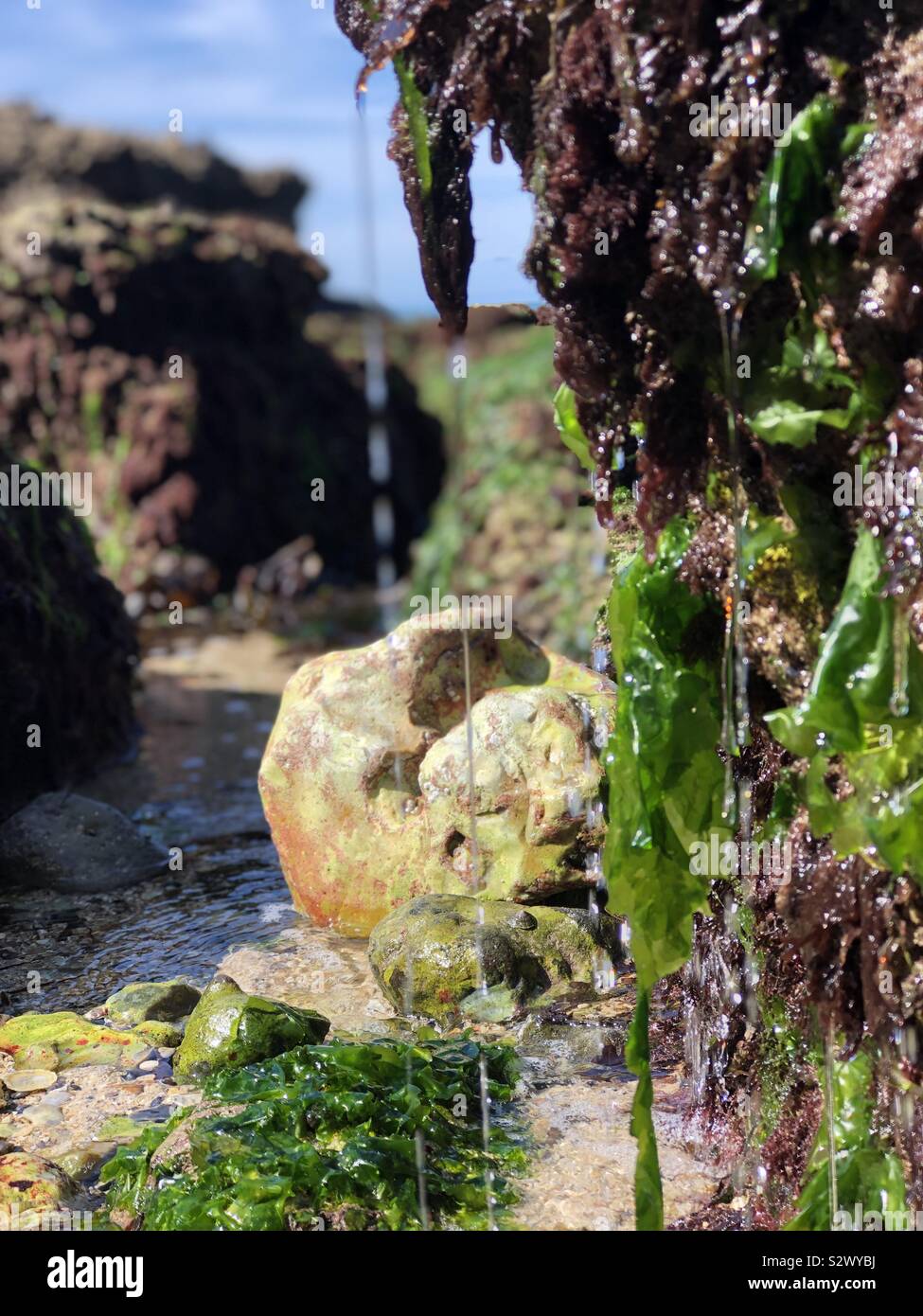 Dripping water hi-res stock photography and images - Alamy