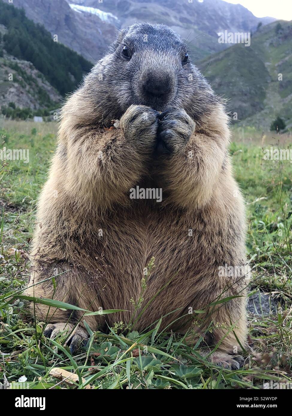 Marmots of switzerland hi-res stock photography and images - Alamy