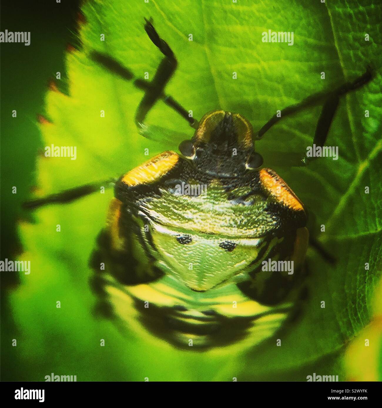 Green stink bug nymph Stock Photo - Alamy