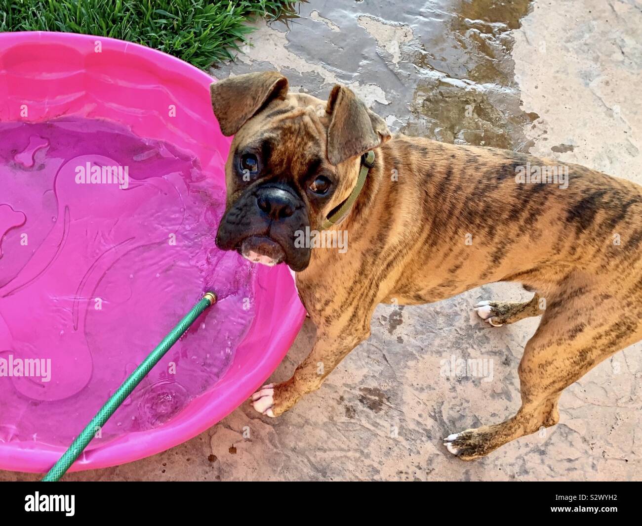 Dog wet backyard hi-res stock photography and images - Alamy