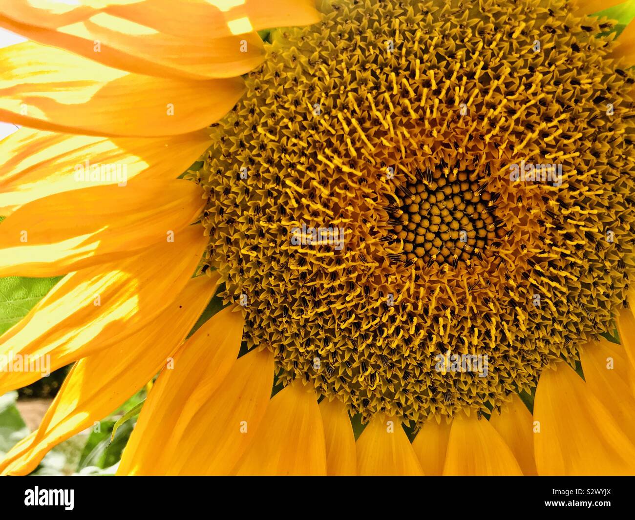 Sunflowers bloom hi-res stock photography and images - Alamy