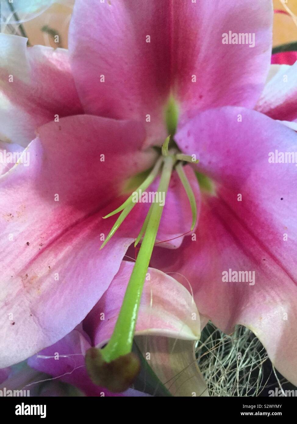 Pink lilium hi-res stock photography and images - Alamy
