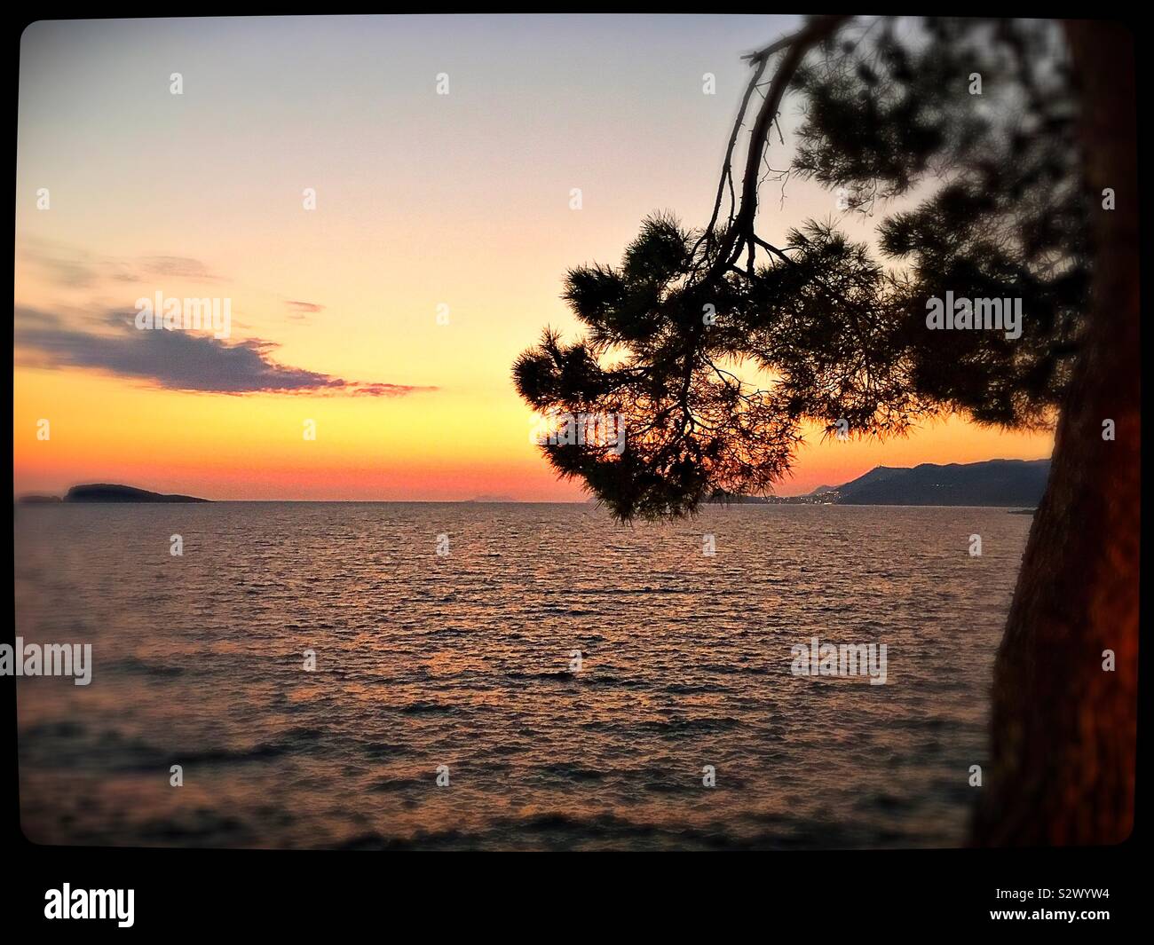 Sunset with pine tree Stock Photo - Alamy