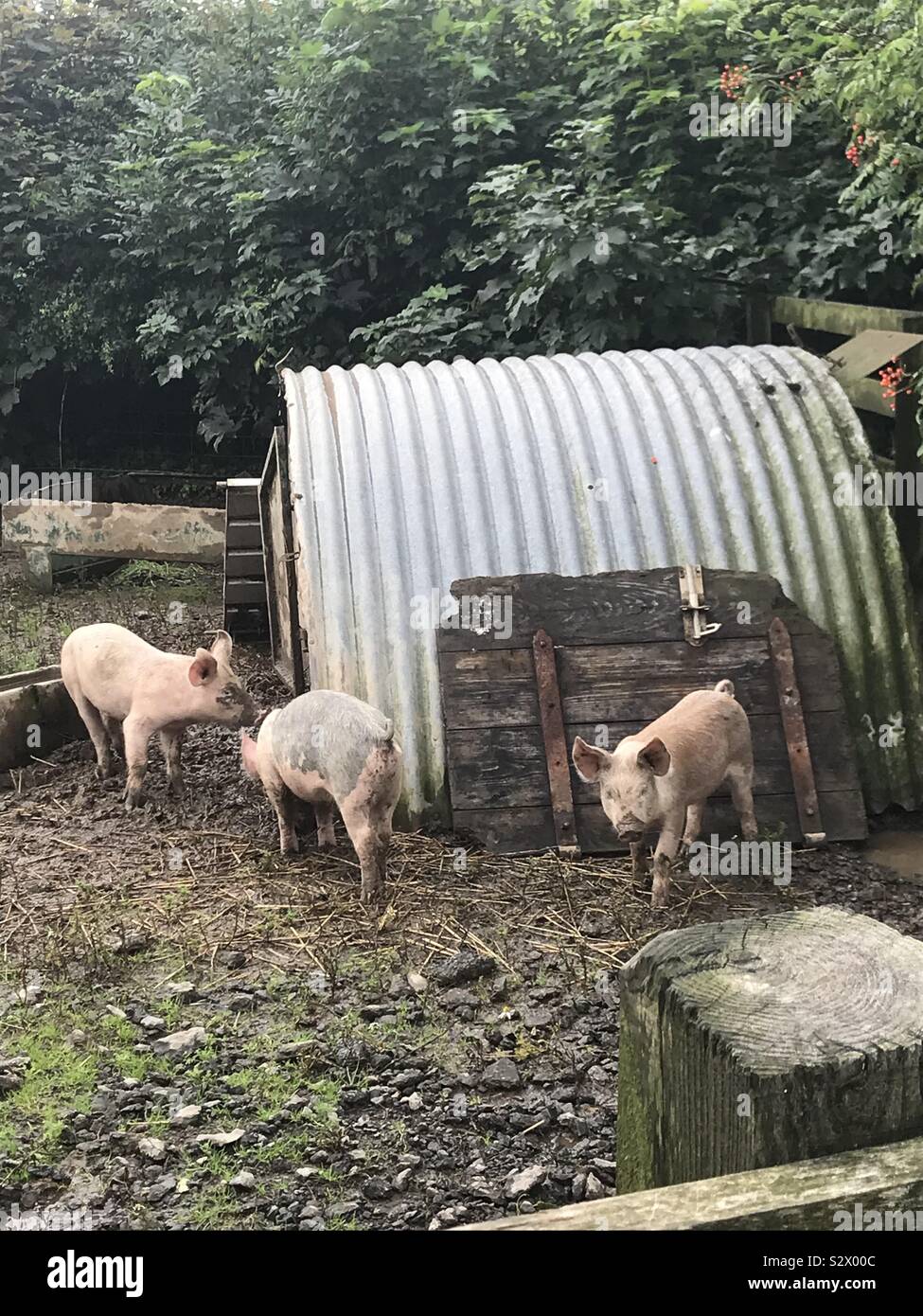 Pig in muddy pen hi-res stock photography and images - Alamy