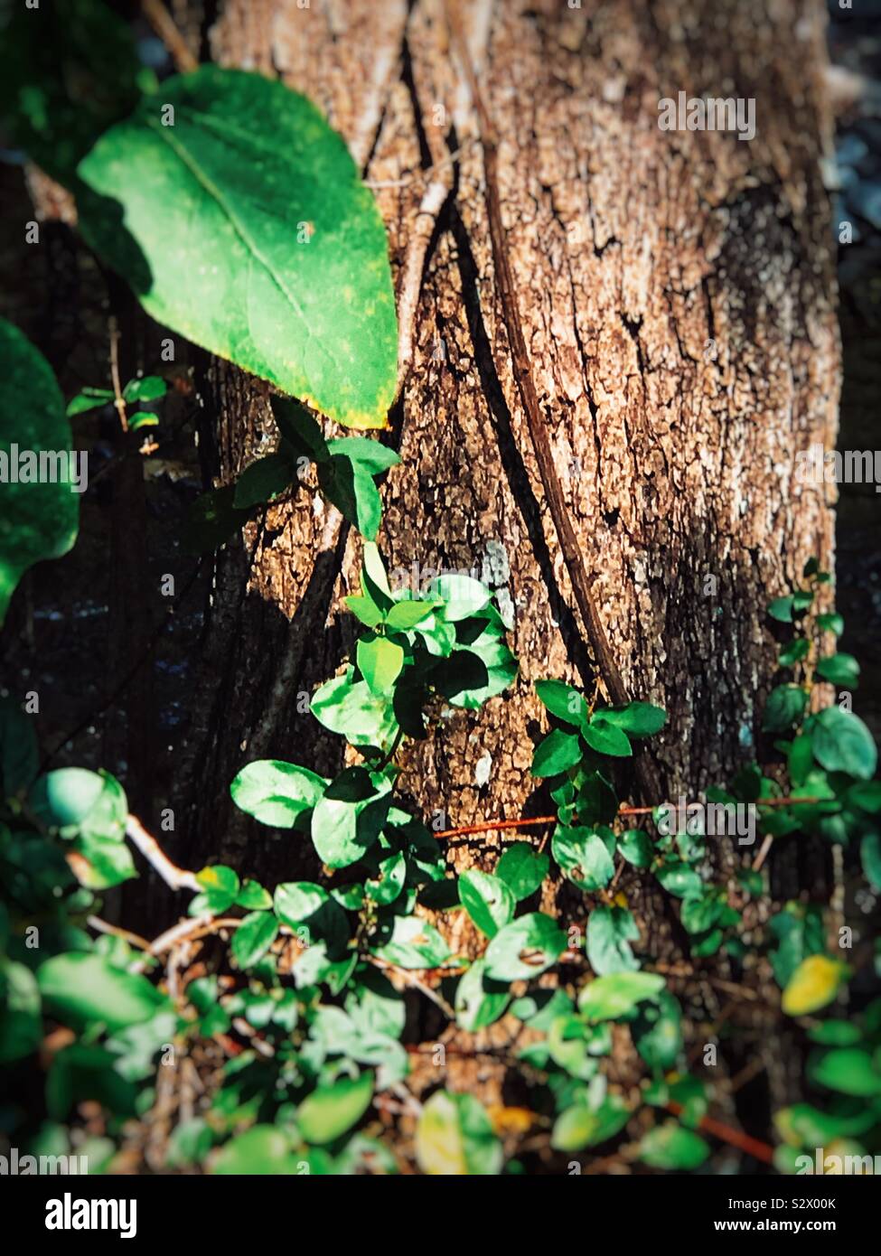 Tree and greenery Stock Photo - Alamy
