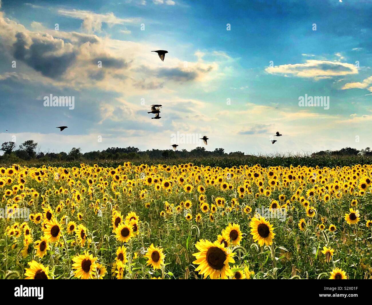 Field Of Flowers High Resolution Stock Photography and Images - Alamy