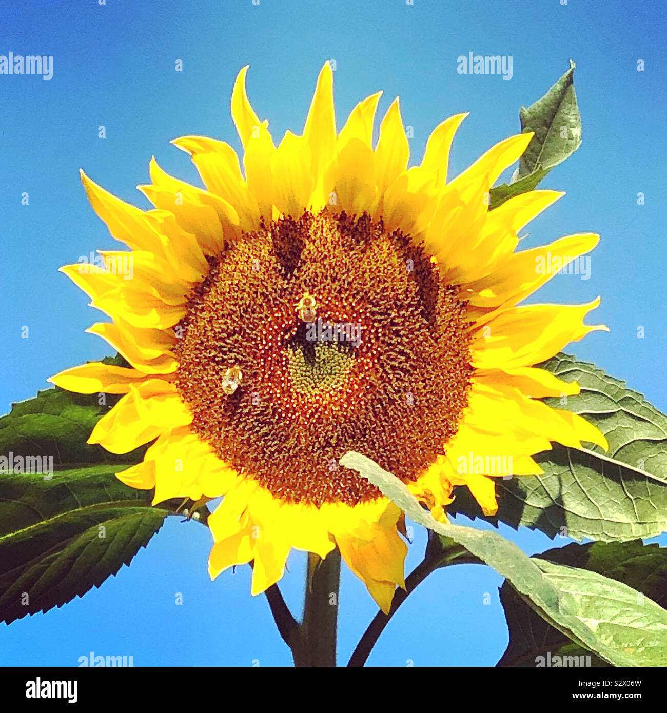Giant sunflower hi-res stock photography and images - Alamy