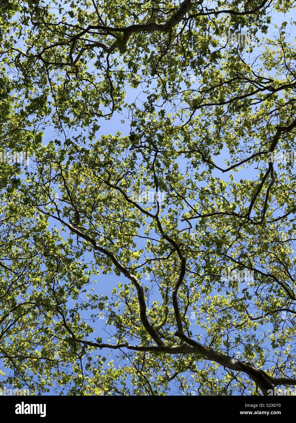 Blue sky through tree branches Stock Photo - Alamy