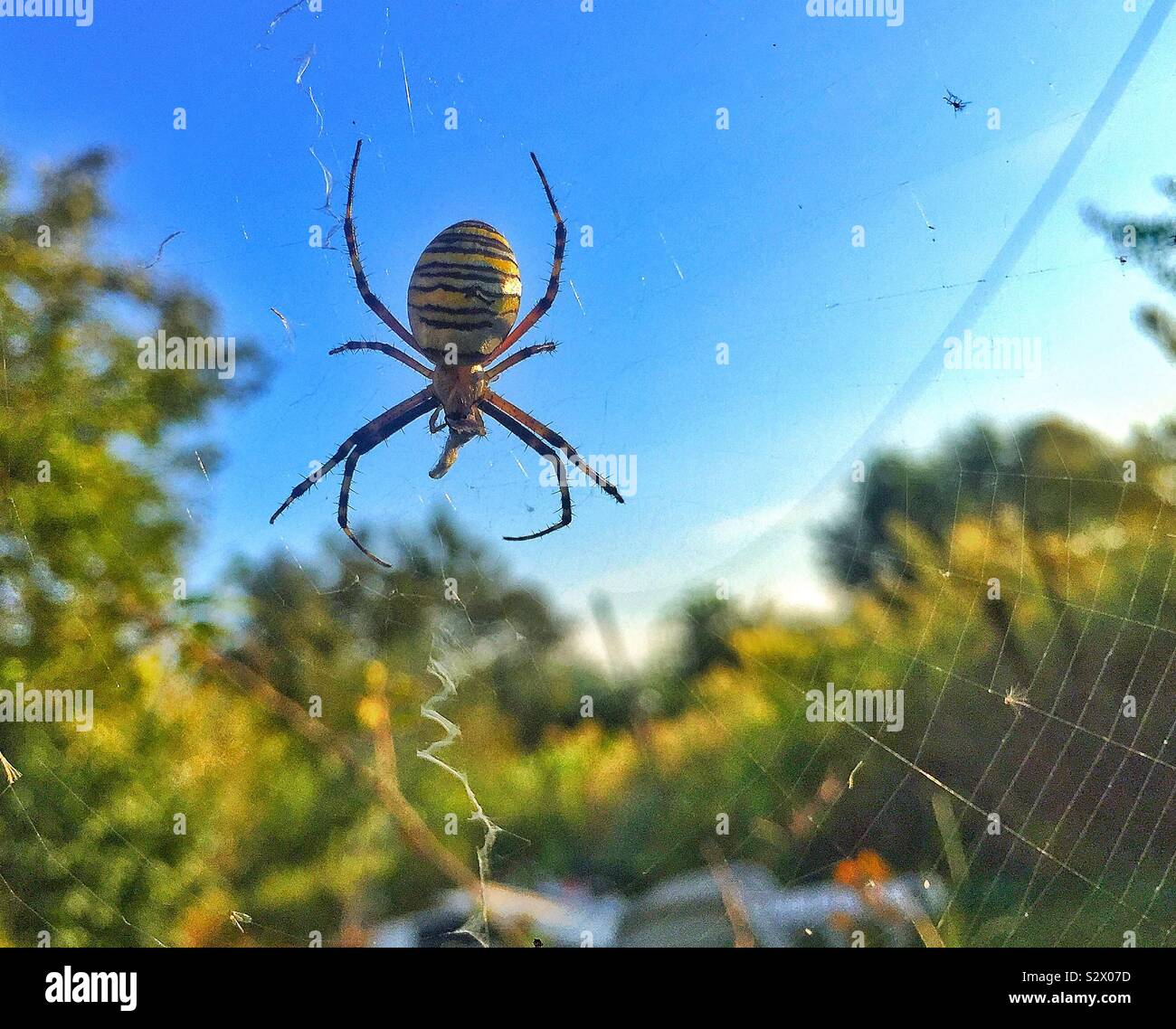 Spider and net Stock Photo - Alamy