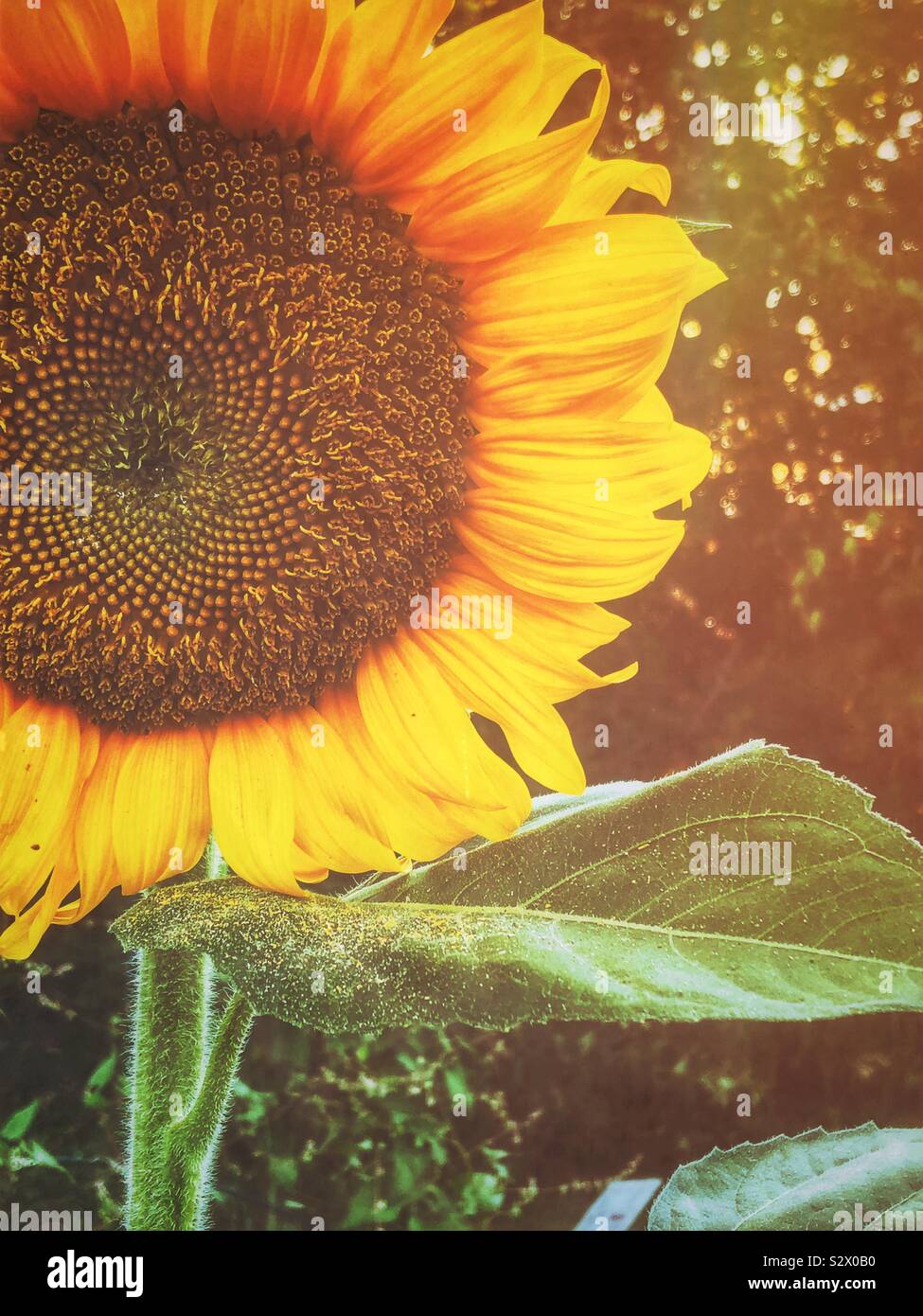 Sunflower closeup in warm evening light Stock Photo - Alamy