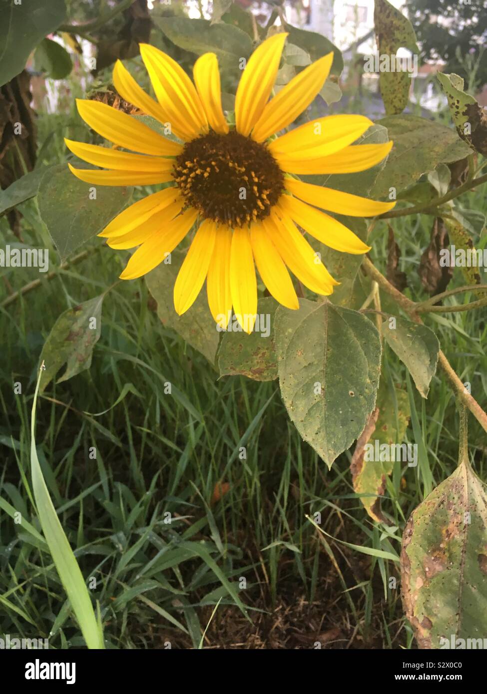 Sunflower in the garden Stock Photo - Alamy