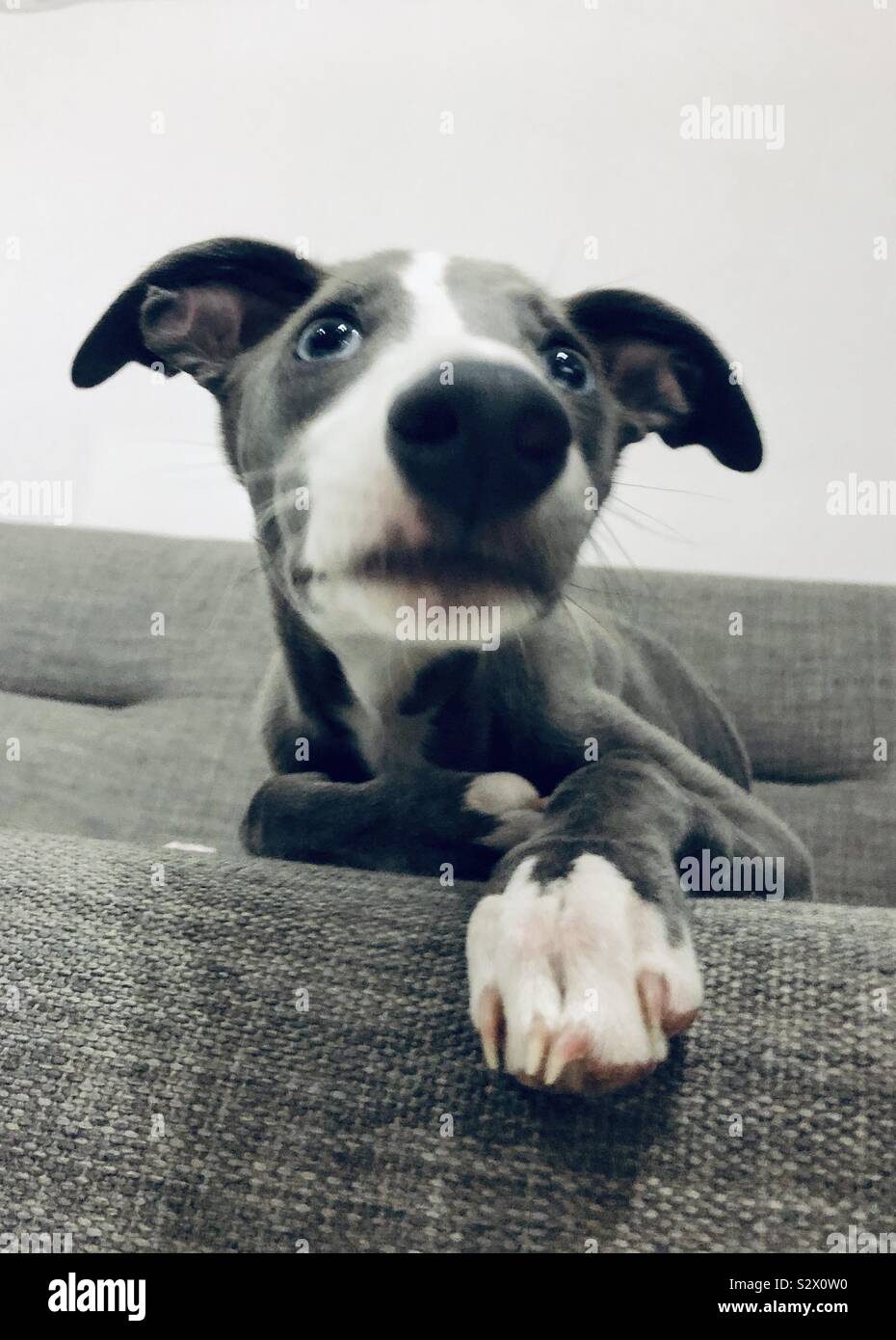 Whippet puppy hi-res stock photography and images - Alamy
