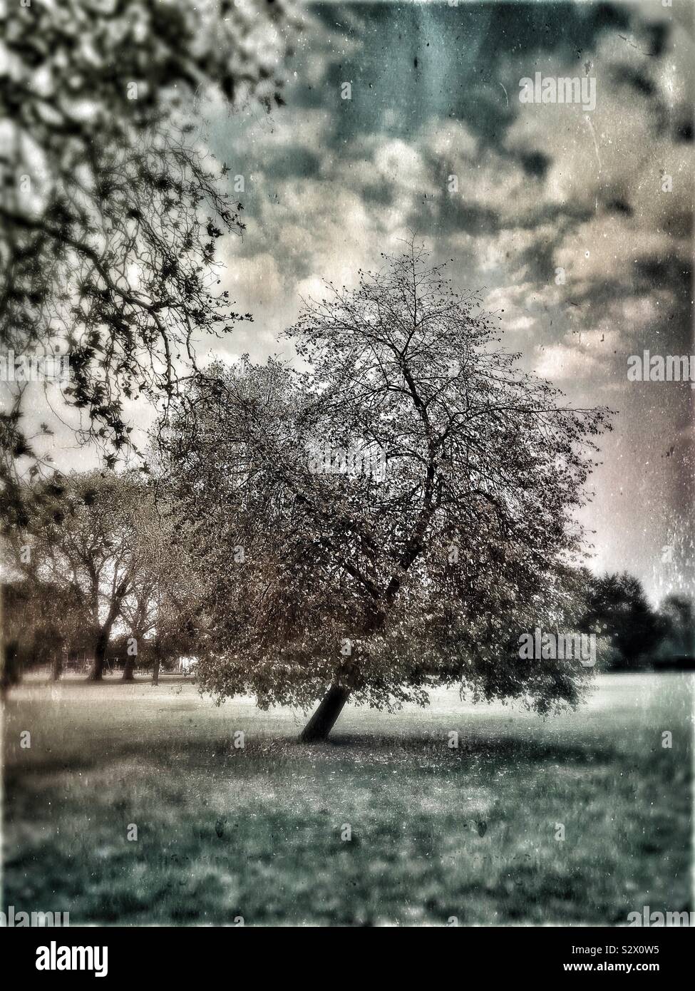 Old bent tree hi-res stock photography and images - Alamy