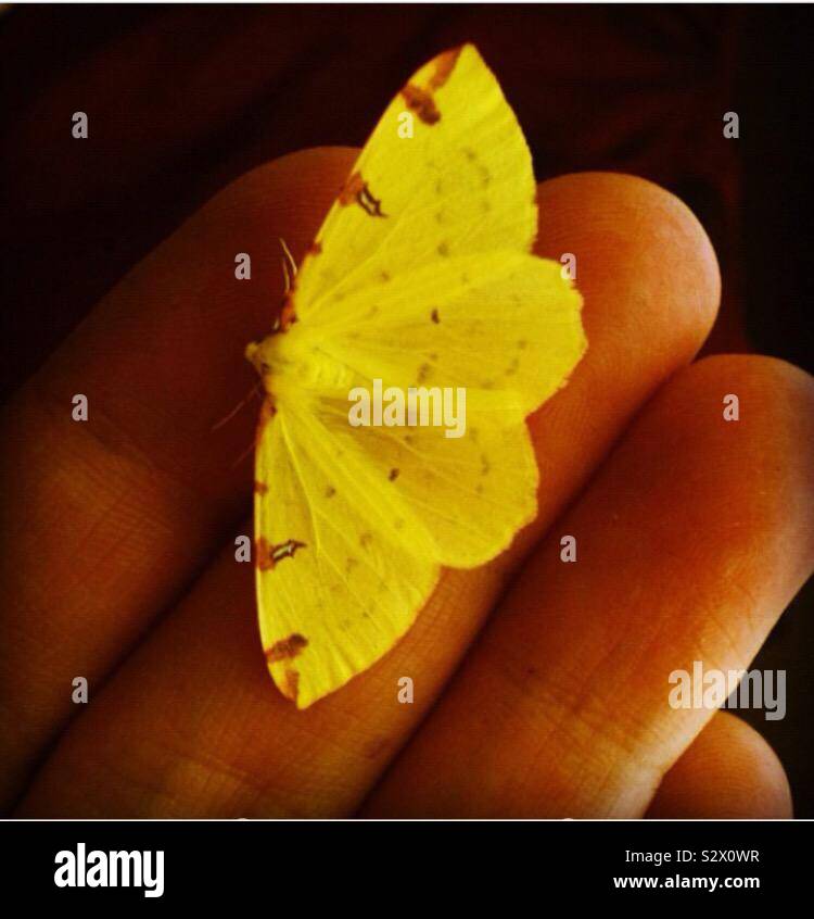 Moth landing on my hand Stock Photo - Alamy