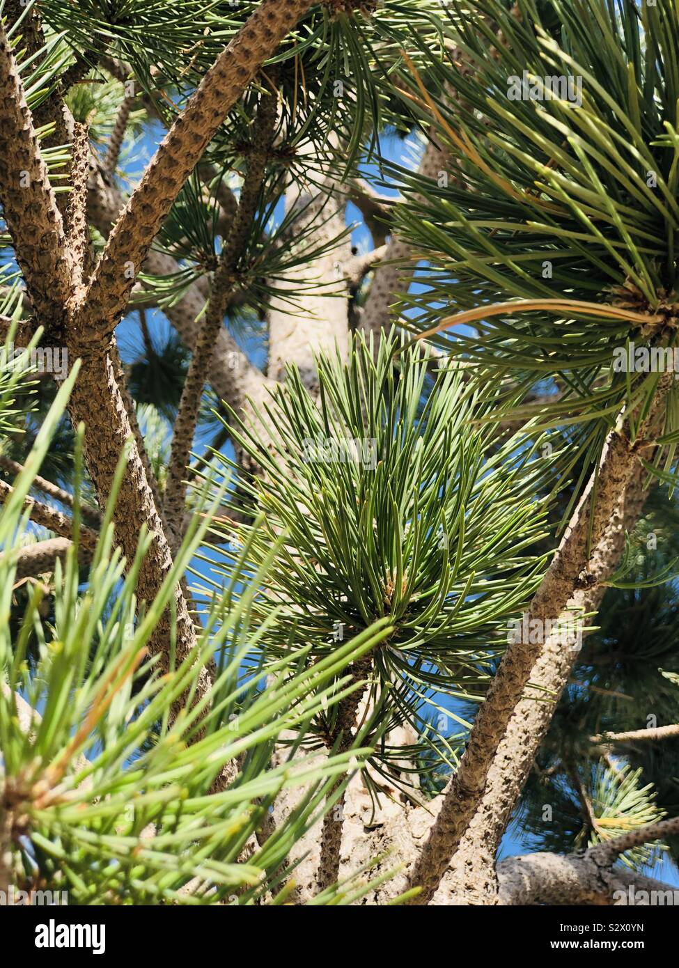 Tree up close hi-res stock photography and images - Alamy