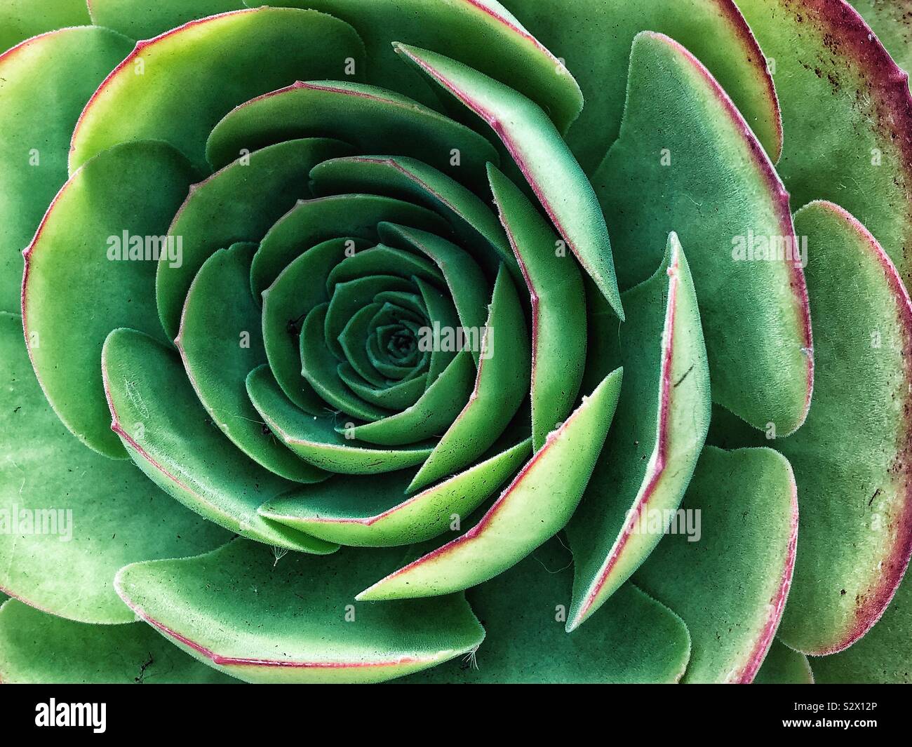 Center of fresh healthy succulent plant Stock Photo - Alamy