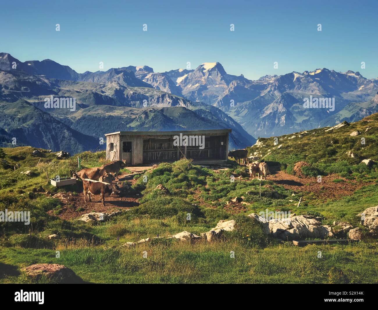 Cow House High Resolution Stock Photography and Images - Alamy