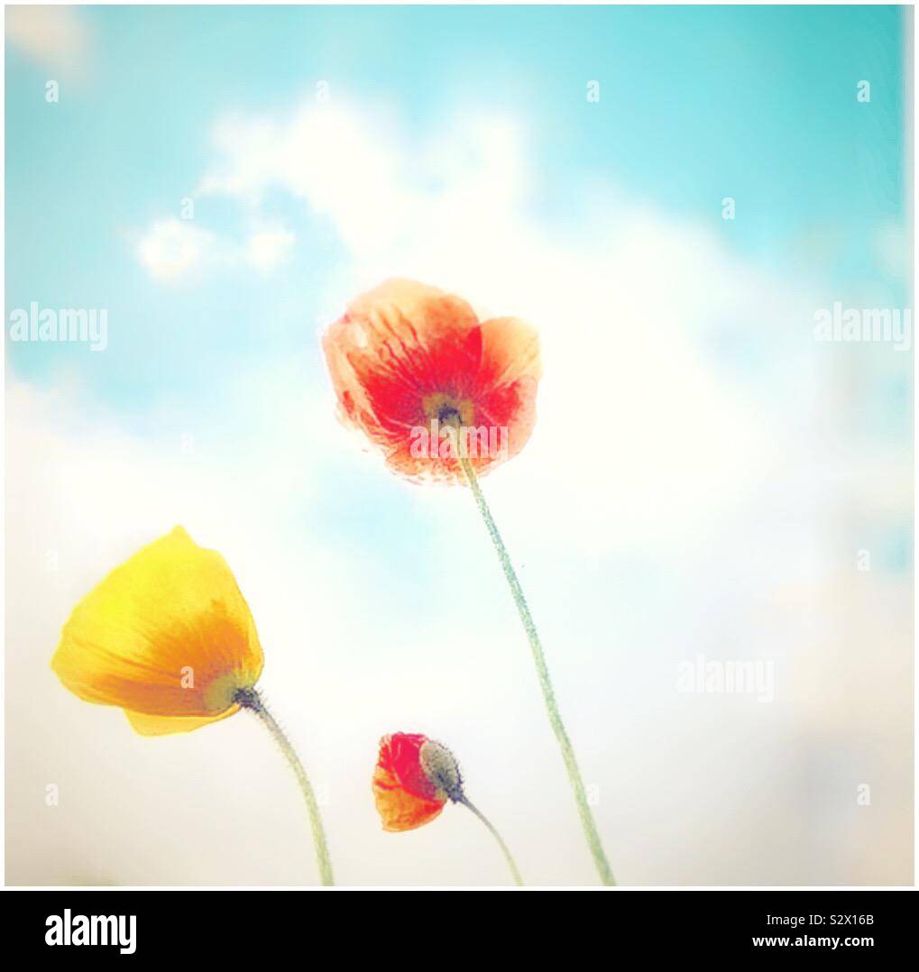 Colours nature plants hi-res stock photography and images - Alamy