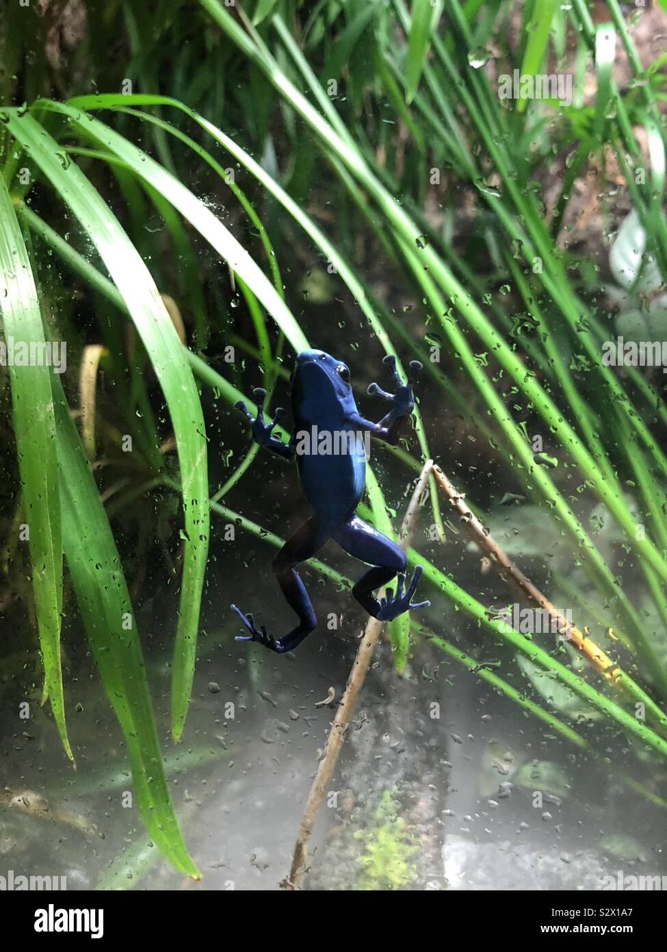 Rainforest frog hi-res stock photography and images - Alamy