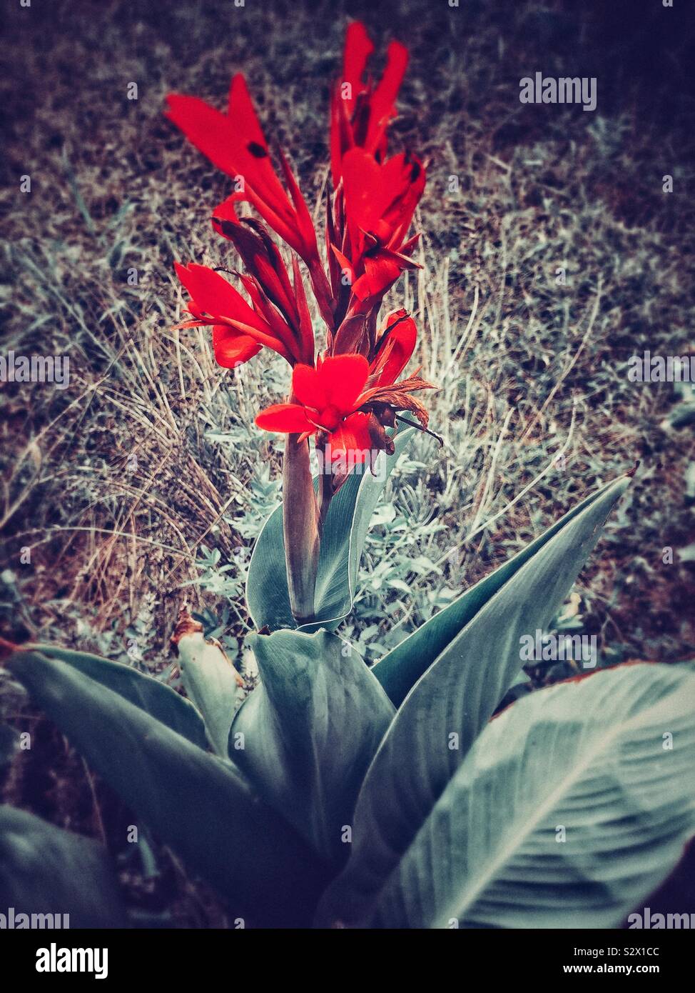 Mystical flower hi-res stock photography and images - Alamy