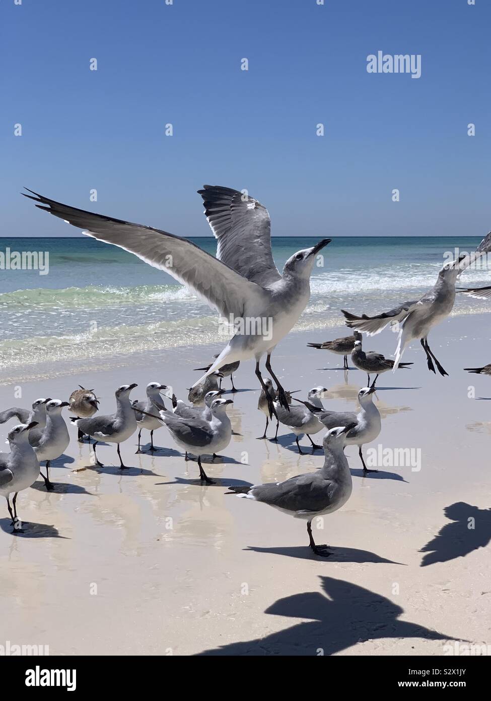 Large group of gulls closeup up on the beach looking up to the sky ...