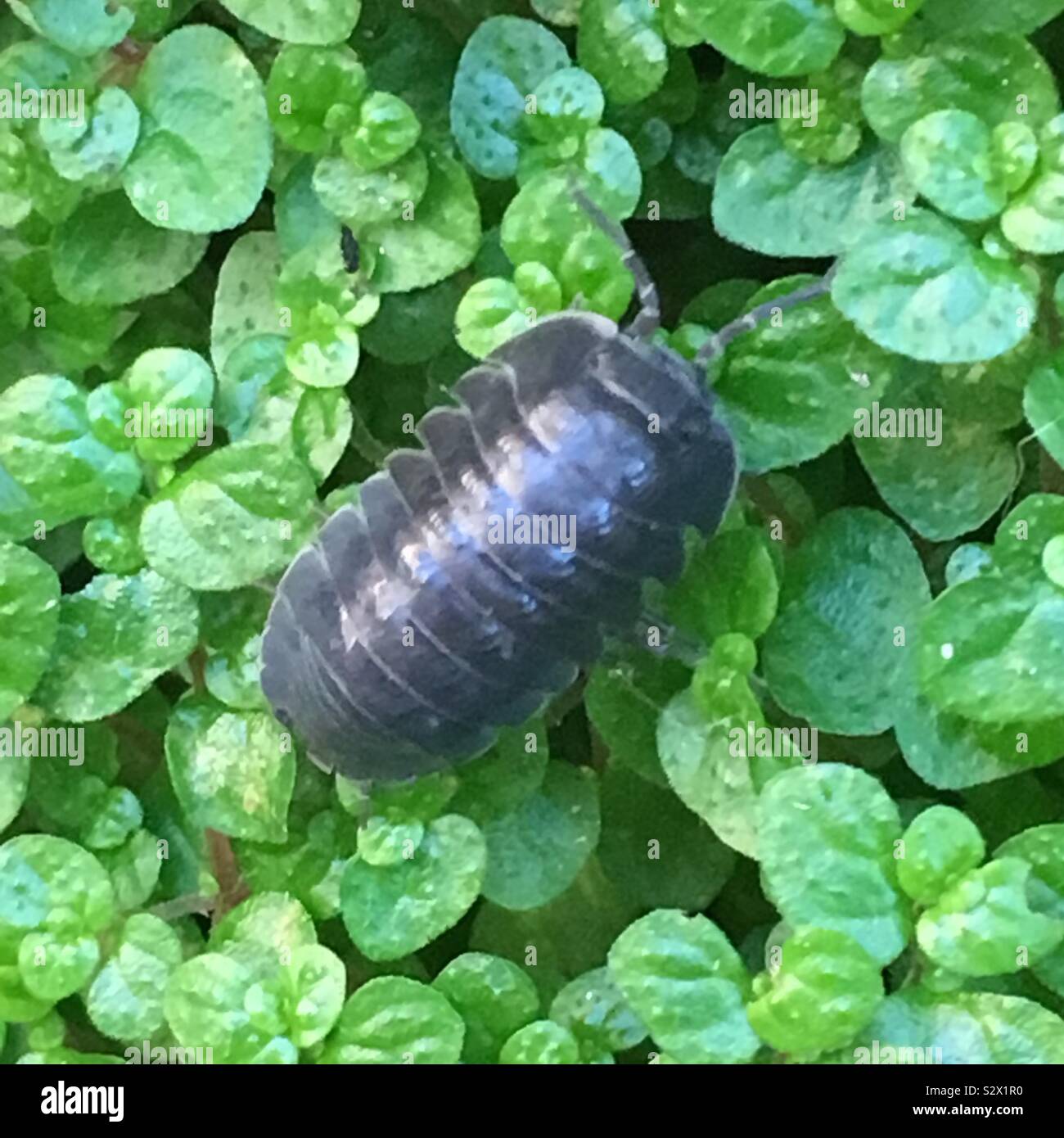 Woodlice woodlouse invertebrate hi-res stock photography and images - Alamy