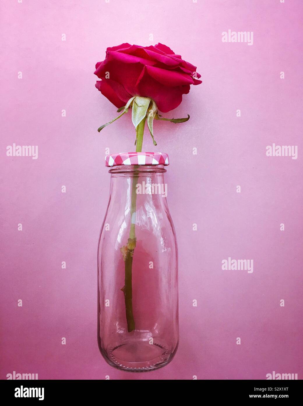 Valentine rose plant hi-res stock photography and images - Alamy