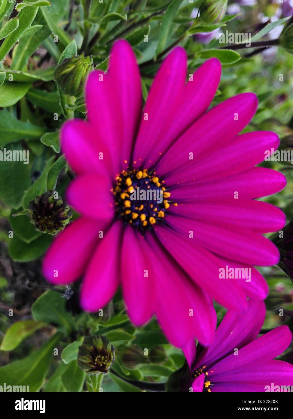 Delightful beauty hi-res stock photography and images - Alamy