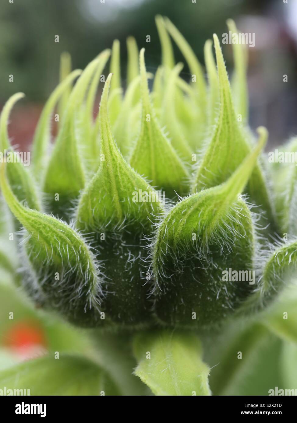Common Sunflower in bud Stock Photo - Alamy