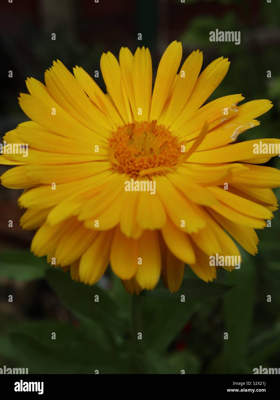 Yellow Pot Marigold Stock Photo - Alamy