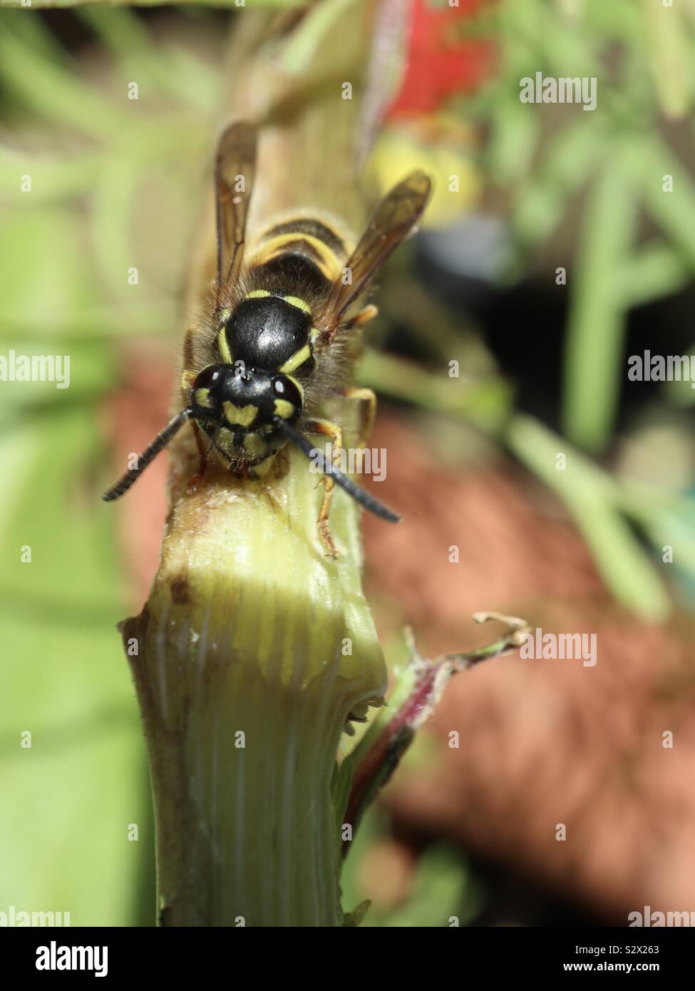 Common Wasp face on! Stock Photo - Alamy
