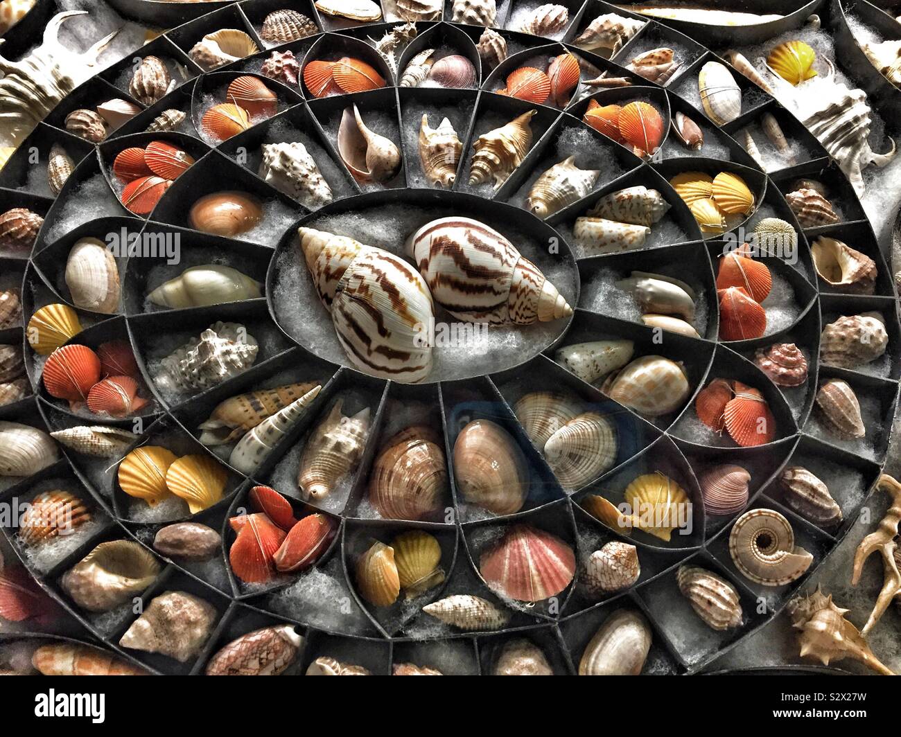 Shell collection Arlington Court, Devon Stock Photo - Alamy