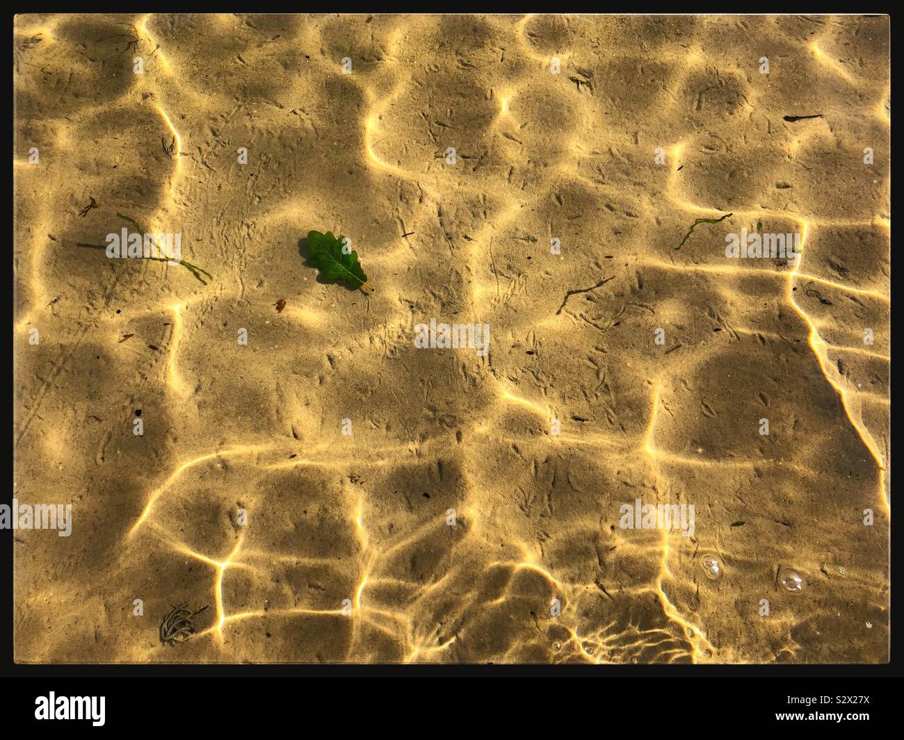 Sea oak hi-res stock photography and images - Alamy