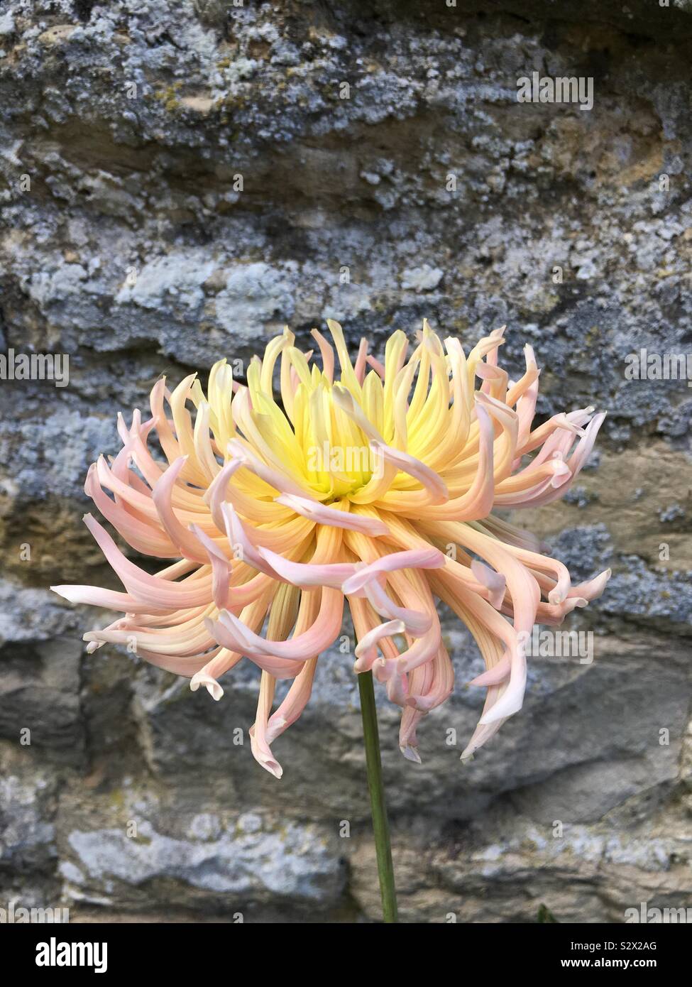 Chrysanthemum stone hi-res stock photography and images - Alamy
