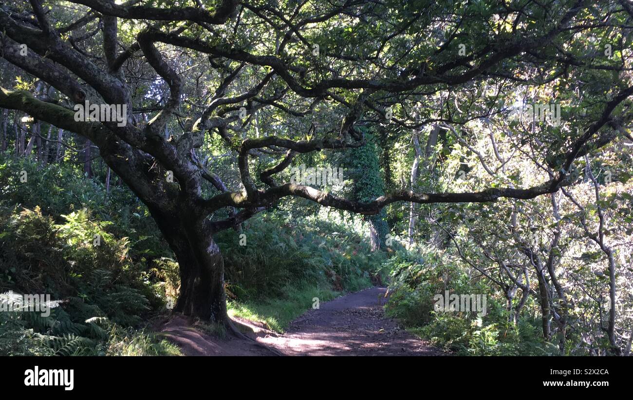 Tree at Culzean Castle Stock Photo - Alamy