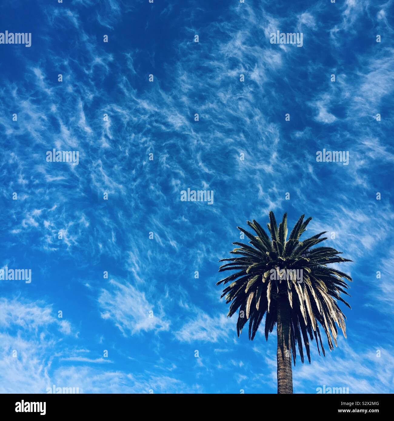 Wispy tree hi-res stock photography and images - Alamy