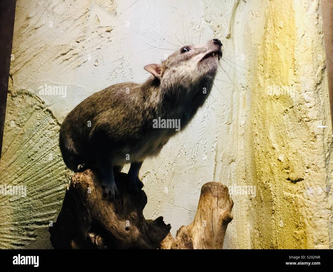 Arabian rock hyrax Stock Photo - Alamy