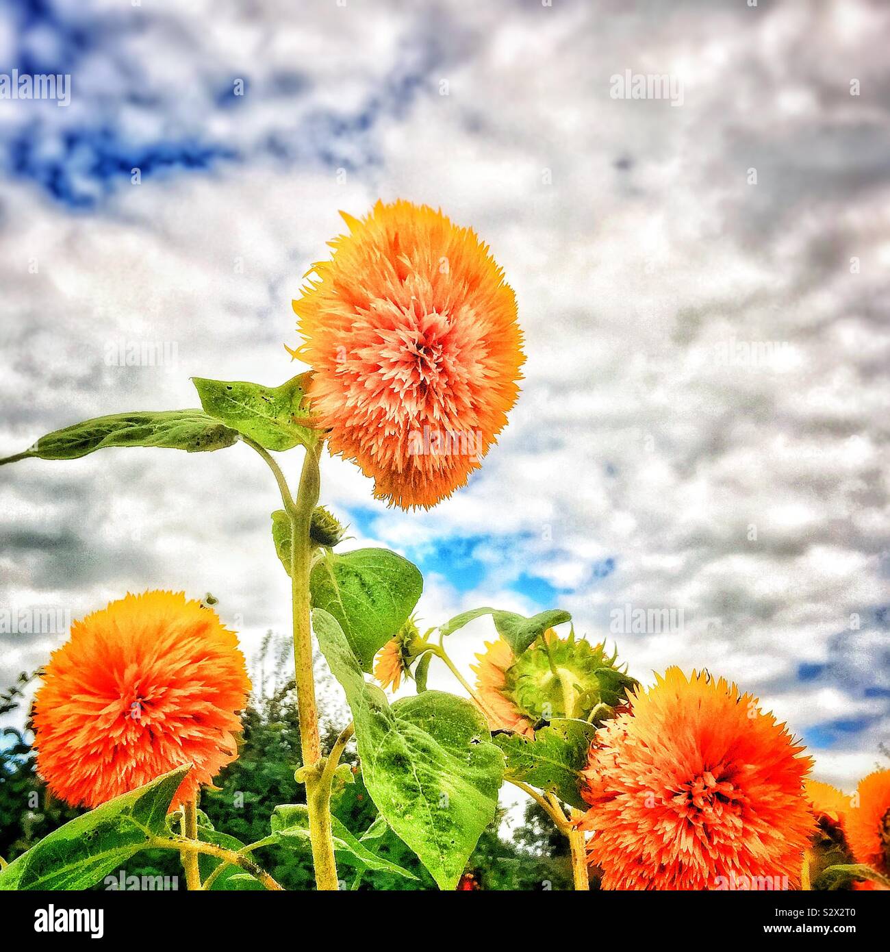 Tall high sunflower sunflowers hi-res stock photography and images - Alamy
