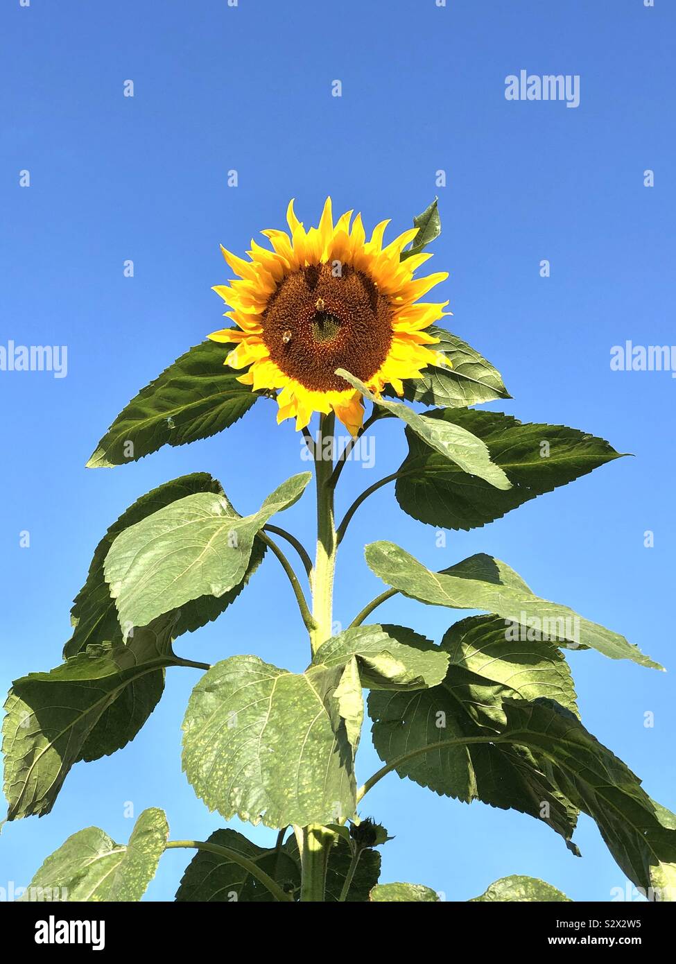 Giant sunflower hi-res stock photography and images - Alamy