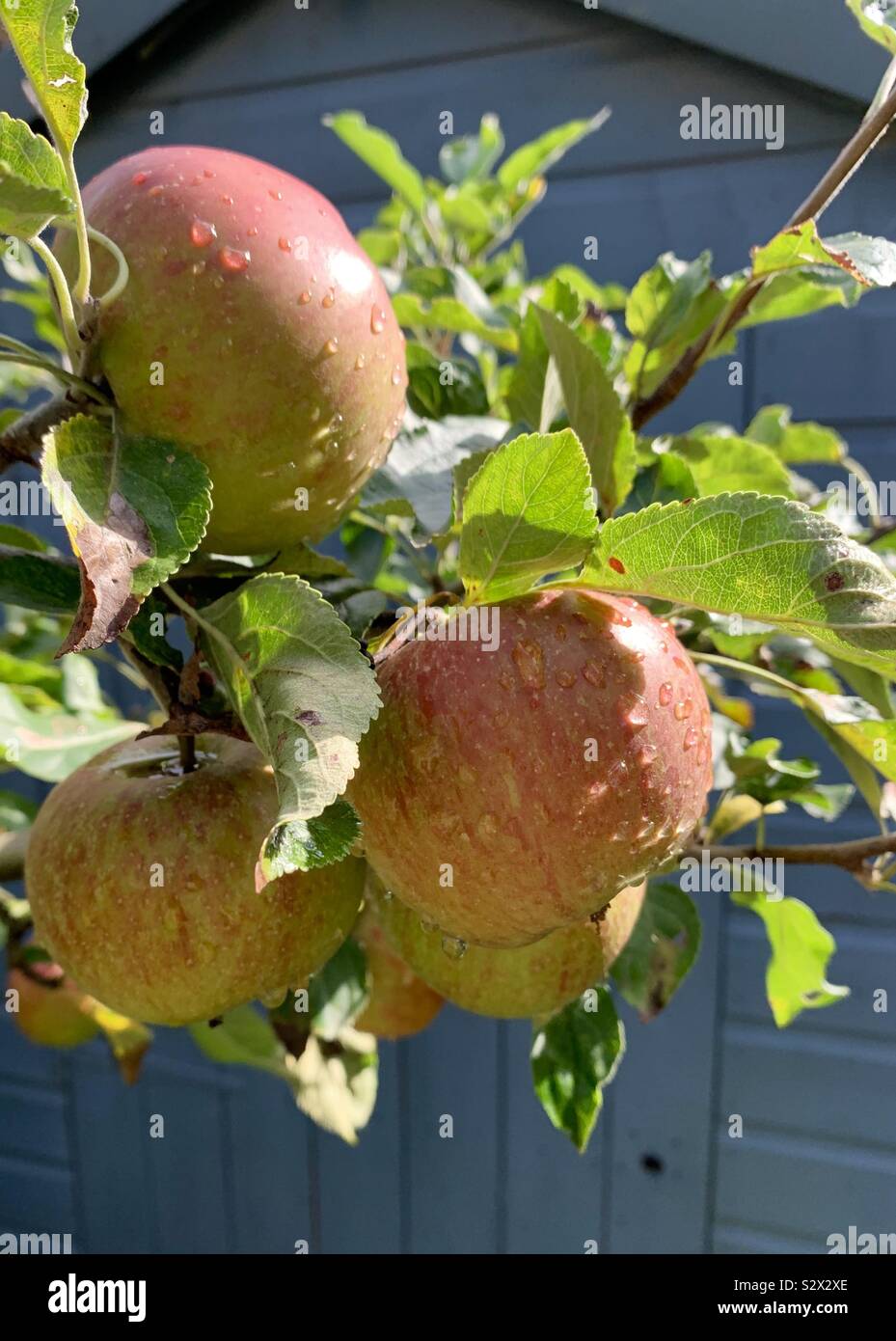 Queen Cox apples Stock Photo - Alamy