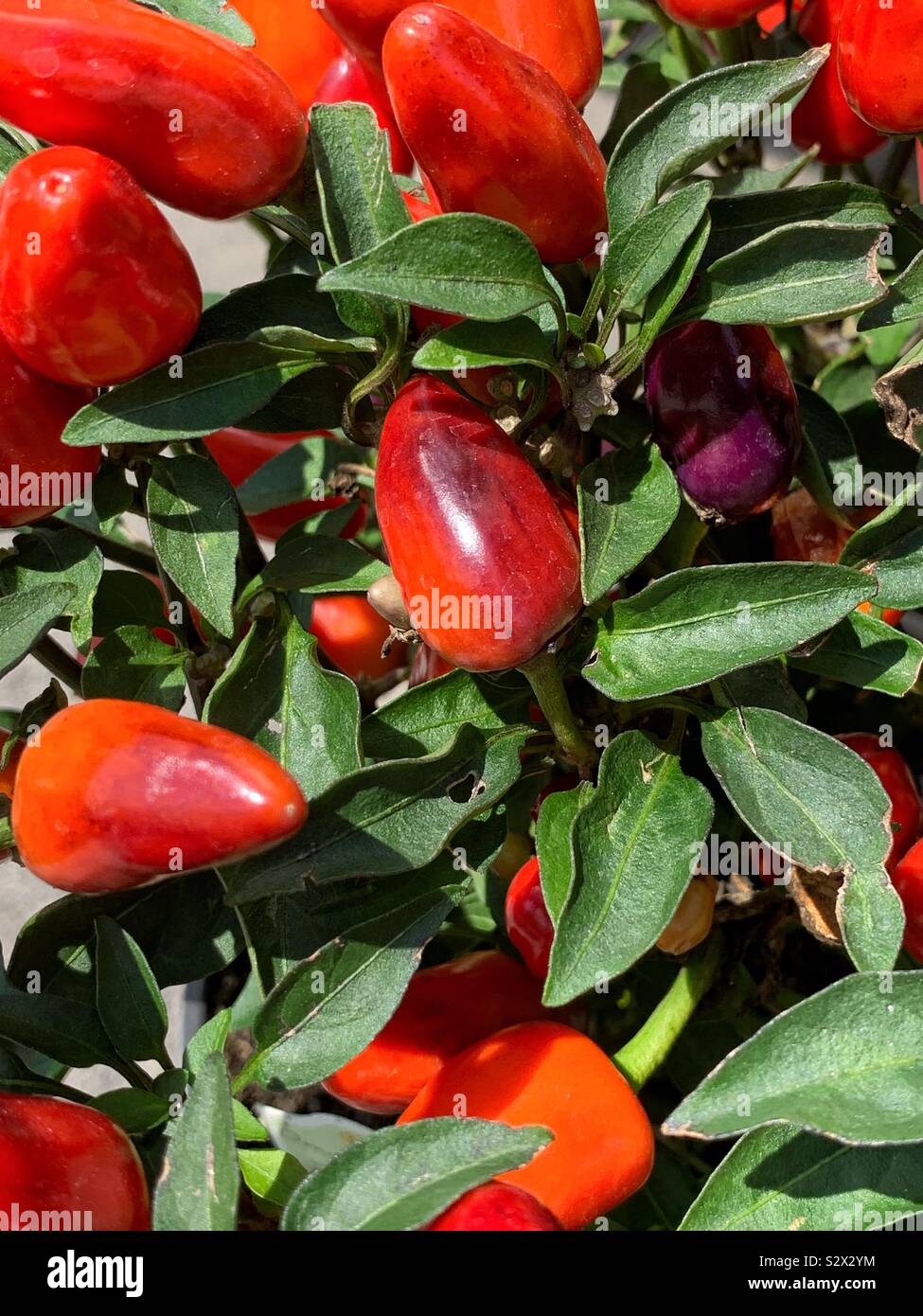 Ornamental pepper plant hi-res stock photography and images - Alamy